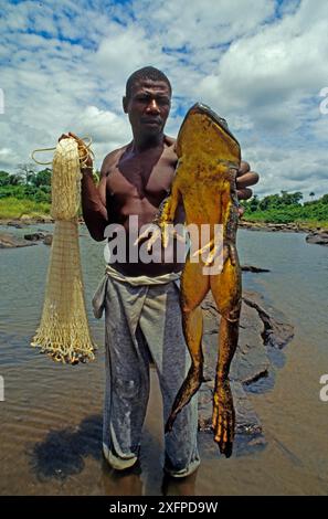Goliath Frog (Conraua goliath) endangered species butchered for food ...