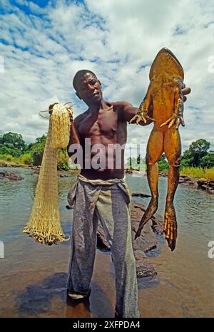 Man holding a large Goliath frog (Conraua goliath) and small Banana ...