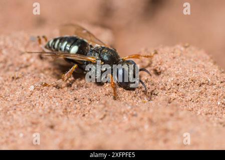 Common spiny digger wasp (Oxybelus uniglumis), carrying fly prey to ...