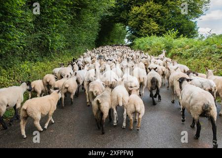 Flock of sheep blocking road, Monmouthshire Wales UK, July Stock Photo ...