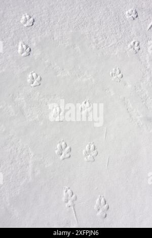 Wild Apennine wolves (Canis lupus italicus) silhouettes around tree at ...