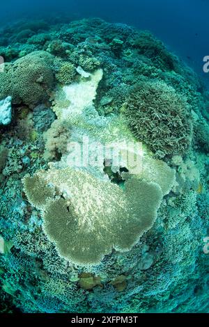 coral reef, Tubbataha Reef, Tubbataha Natural Park, Tubbataha Reefs ...