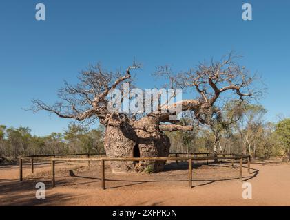 The 'Prison' Boab tree / Australian baobab (Adansonia gregorii) which ...