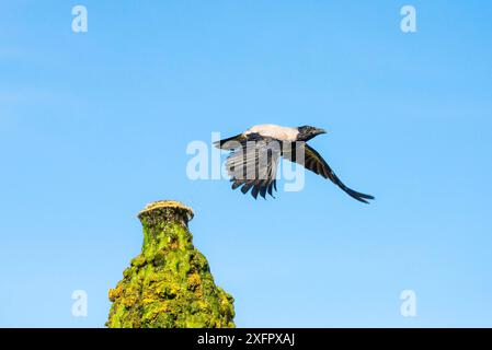 Hooded crow with raised wings taking off from its post Stock Photo - Alamy