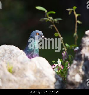 Pidgeon hiding and peeking Stock Photo - Alamy