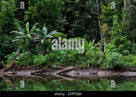 River in rainforest in Misool, Gam river, Raja Ampat, Western Papua ...