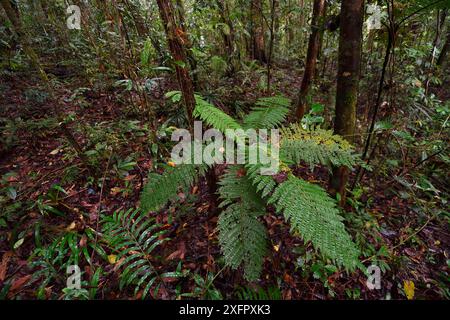 Montane rainforest plants and trees, near FakFak, Mainland New Guinea ...