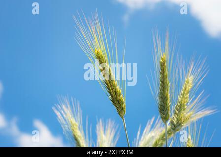 Dry ripe corn spikes in field close up detail, bright blue cloudy sky ...