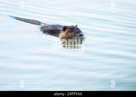 Nutria swimming in blue water Stock Photo - Alamy