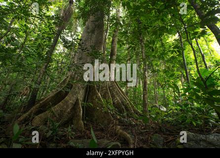 Equatorial rainforest, Obo Natural Park, Principe Island, UNESCO ...