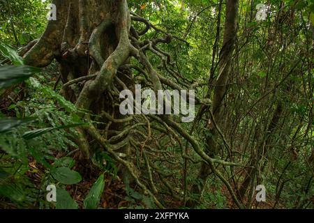 Equatorial rainforest, Principe Island, UNESCO Biosphere Reserve ...