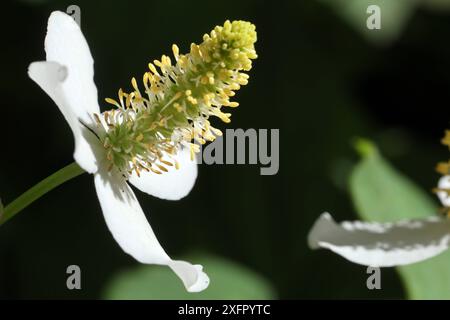 Gartenpflanzen zur Blütezeit Der Molchschwanz zur Blütezeit im Sommer ...
