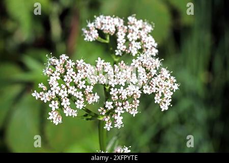 Heilpflanzen in der Landschaft Der Echte Baldrian, auch Arznei Baldrian ...