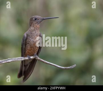 Giant Hummingbird (Patagona gigas), Ecuador, South America Stock Photo ...