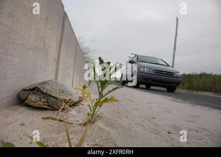 Diamondback terrapin (Malaclemys terrapin) female on beach, Delaware ...