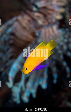 Portrait of the rare Golden basslet (Gramma dejongi) on a coral reef ...