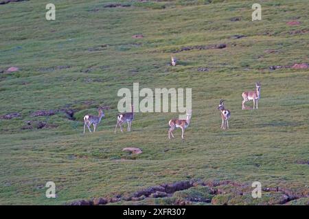 Tibetan fox (Vulpes ferrilata) watching herd of Tibetan gazelle ...