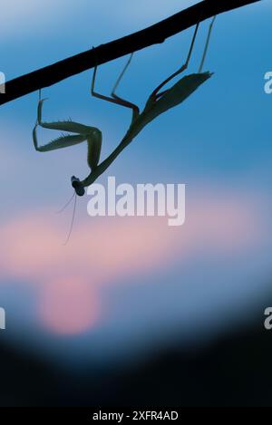 Common green mantis (Sphodromantis gastrica) on a branch, South Africa ...