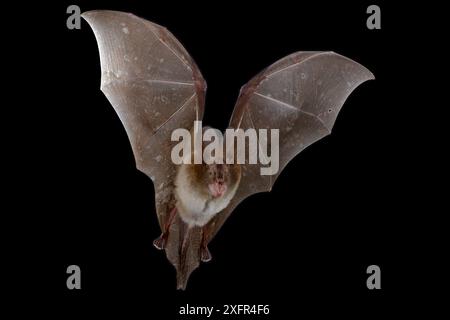 Large slit-faced bat (Nycteris grandis) in flight, Chironde, Sofala ...