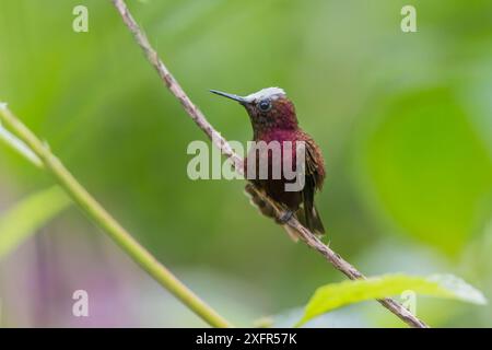 Snowcap hummingbird (Microchera albocoronata) visiting Porterweed ...