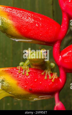 Canal Zone tree frog Stock Photo - Alamy