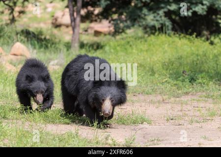 Sloth Bear family (Melursus ursinus), mother with two babies fighting ...