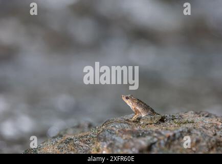 Kottigehar dancing frog (Micrixalus kottigeharensis) male calling and ...