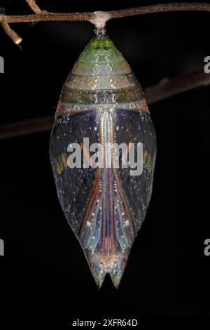 One-spotted prepona butterfly (Archeoprepona demophon). captive, occurs ...