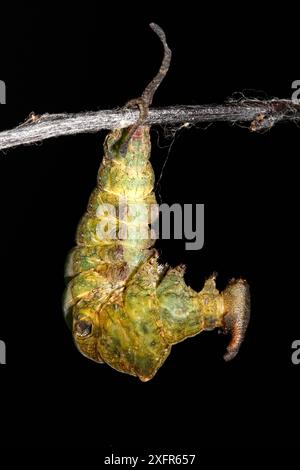 Process of metamorphosis of the One-spotted prepona butterfly ...