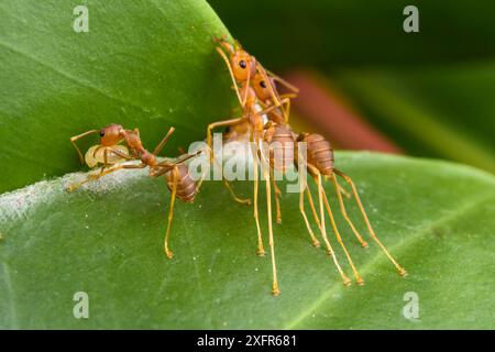 Weaver ant (Oecophylla smaragdina), two workers holding leaf to build ...