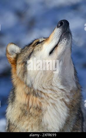 Grey captive Northwestern Wolf (Canis Lupus Occidentalis) also known as ...