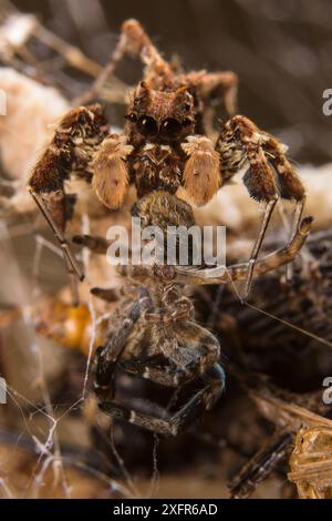 Dandy jumping spider (Portia schultzi) eating a spider (Stegodyphus ...