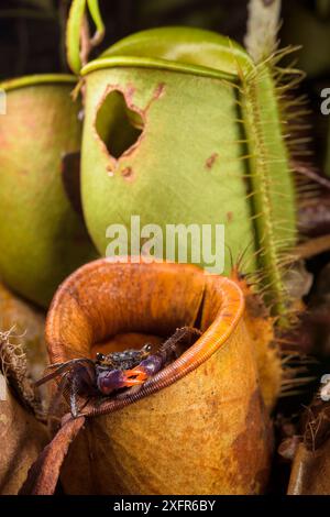 Land crab (Geosesarma sp.) which raids Pitcher plant (Nepenthes ...