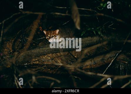 Flat headed cat - Prionailurus planiceps - reflected in peat wather ...