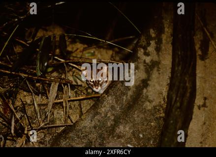 Flat headed cat - Prionailurus planiceps - reflected in peat wather ...