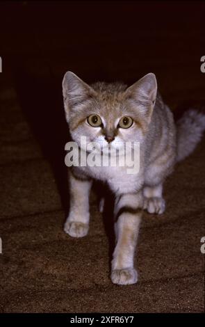 Sand cat (Felis margarita) female hissing, Sahara, Niger Stock Photo ...