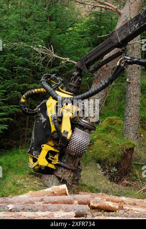 Timber harvesting machine felling and processing scots pine (Pinus ...