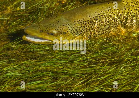 Prize 6lb male hook jawed Brown trout (Salmo trutta) caught in net ...