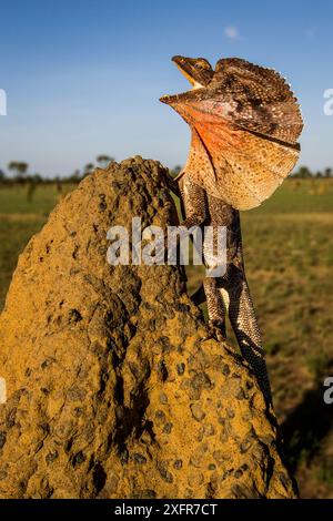 Frill-neck Lizard (Chlamydosaurus kingii), with its frill flat ...