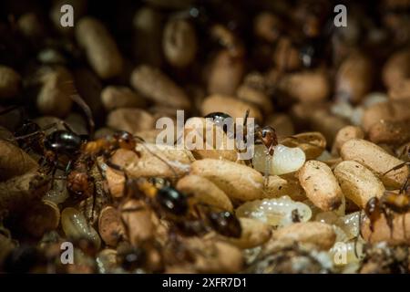 Larvae and pupae in mound of Allegheny mound ant (Formica exsectoides ...