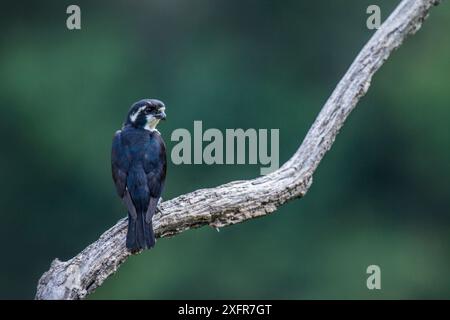 Black-thighed falconet (Microhierax fringillarius), Malaysia. Pulling ...