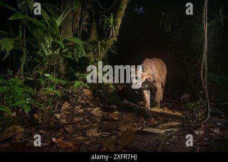 Puma (Puma concolor) in Choco rainforest, Ecuador Stock Photo - Alamy