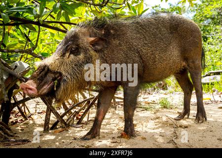 Bearded pig (Sus barbatus barbatus) feeding in Bako national park on ...