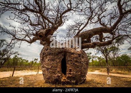 Historic Boab Prison Tree, Derby, Kimberley Region, Western Australia ...