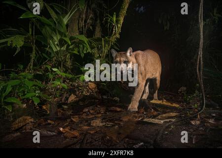 Puma (Puma concolor) in Choco rainforest, Ecuador Stock Photo - Alamy