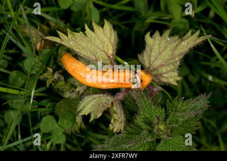 Nettle Clustercup Rust fungus (Puccinia urticata Stock Photo - Alamy