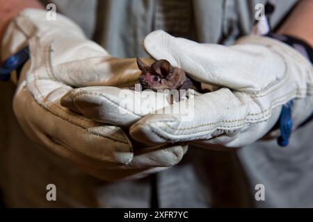 A Mexican free-tailed bat (Tadarida brasiliensis) snarling and showing ...