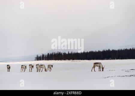Siberian Tundra Reindeer (Rangifer tarandus sibiricus) herd migrating ...