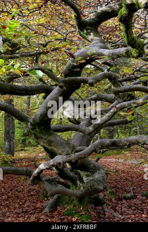 Twisted trees, European beech (Fagus sylvatica) and Scots pine (Pinus ...