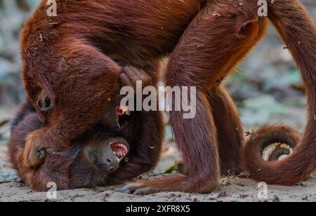 Two Red howler monkeys (Alouatta seniculus) lying on ground, Tambopata ...